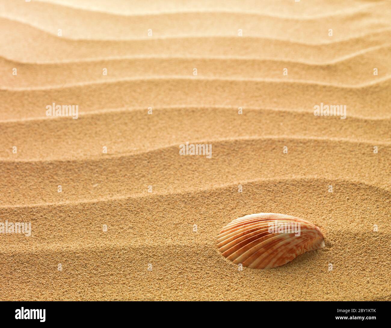 sea shells with sand as background Stock Photo - Alamy