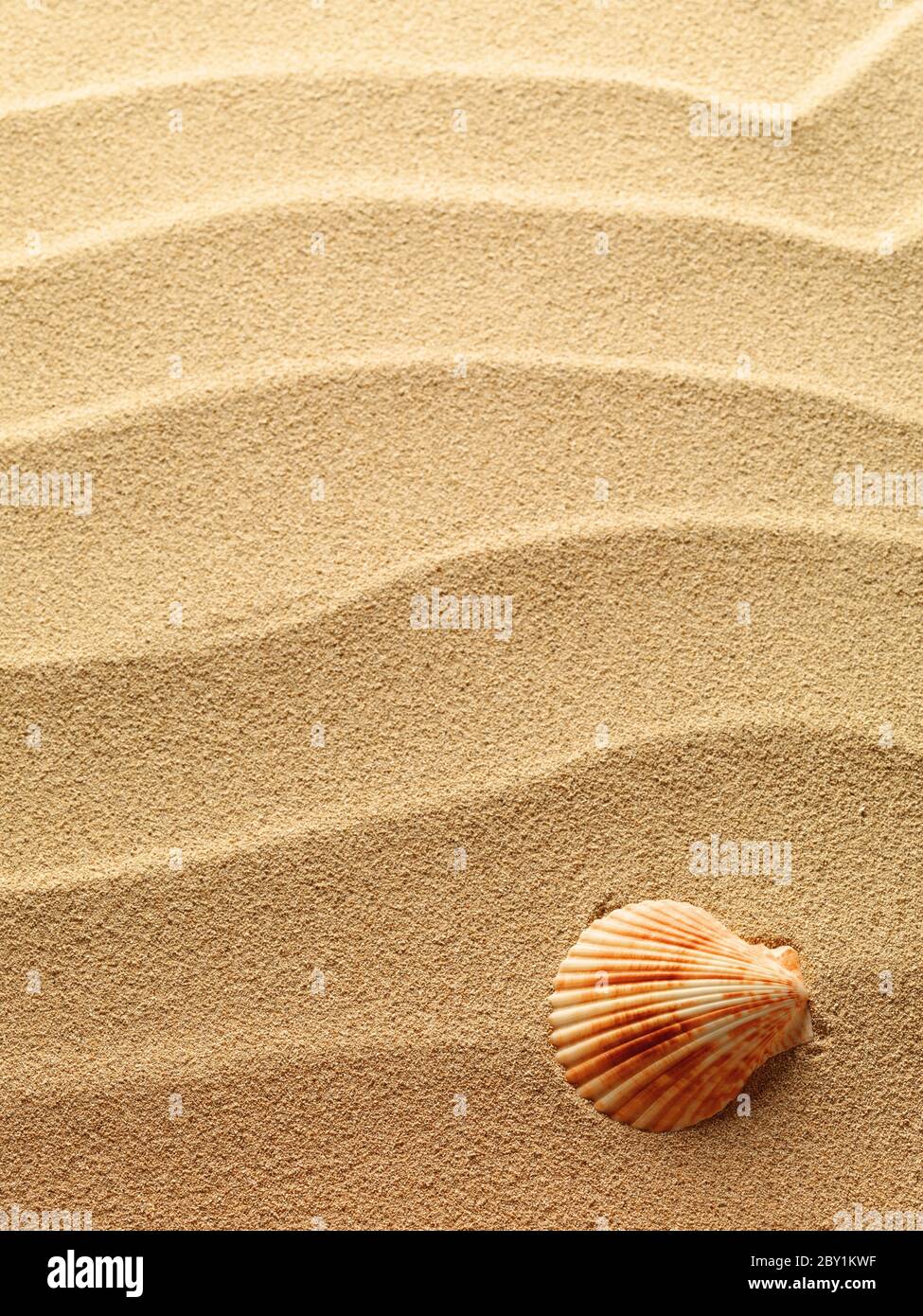 sea shells with sand as background Stock Photo - Alamy