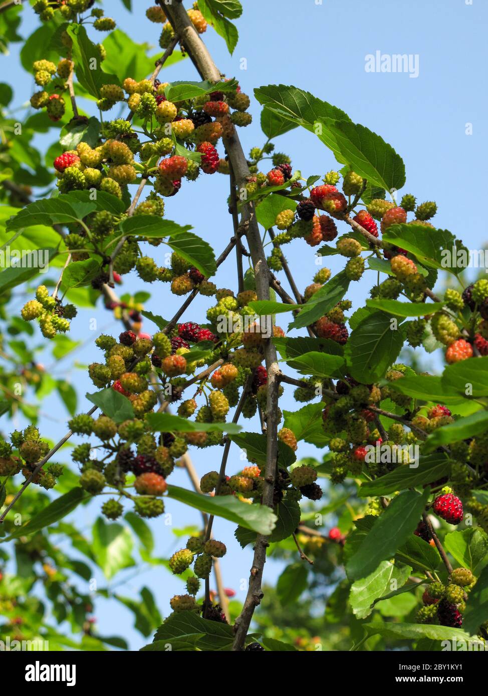 Ripe and raw mulberry hanging on tree on blue sky background ...