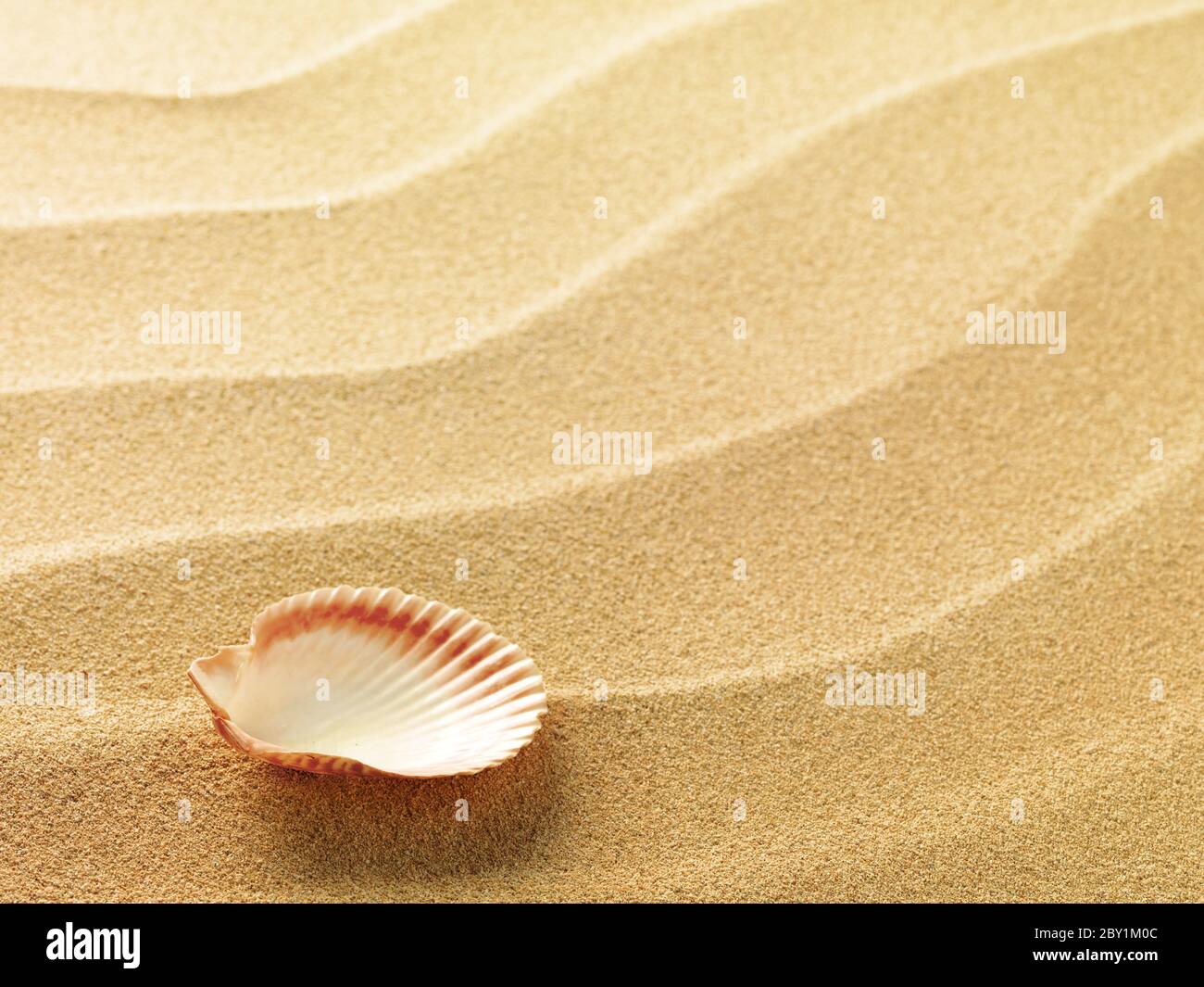 sea shells with sand as background Stock Photo - Alamy