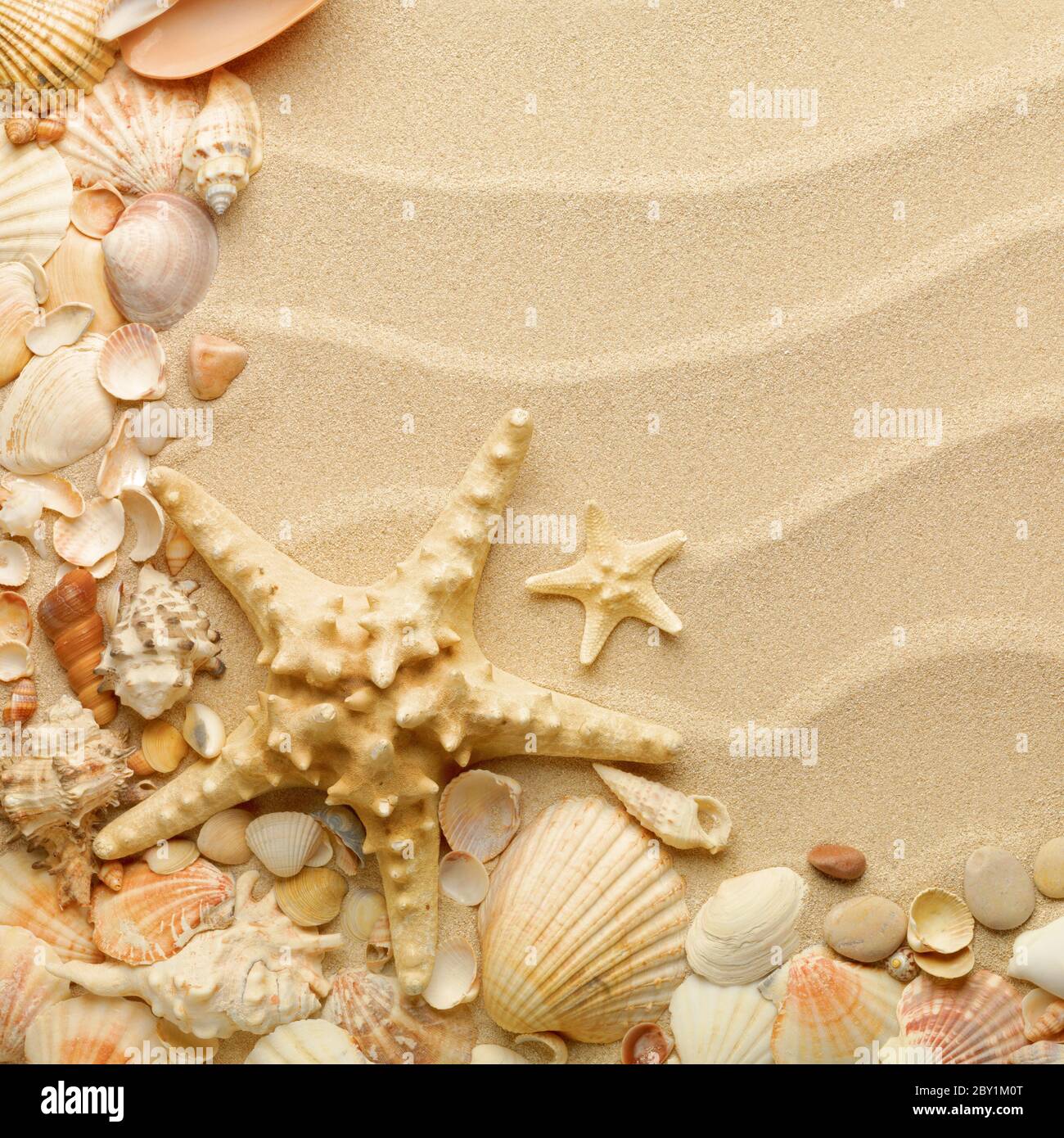 sea shells with sand as background Stock Photo - Alamy