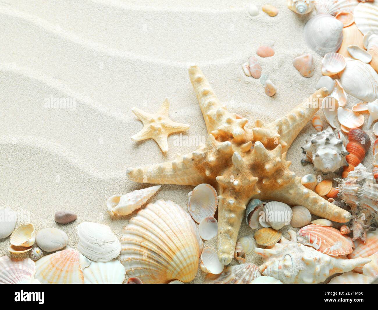 sand background with shells and starfish Stock Photo - Alamy