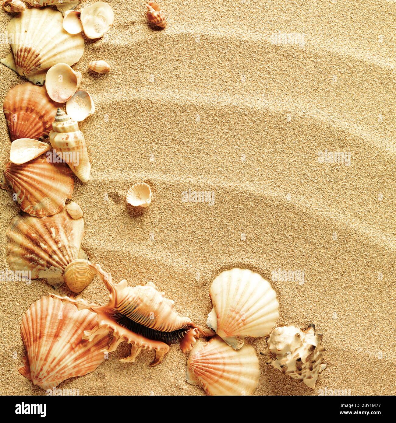 sea shells with sand as background Stock Photo - Alamy