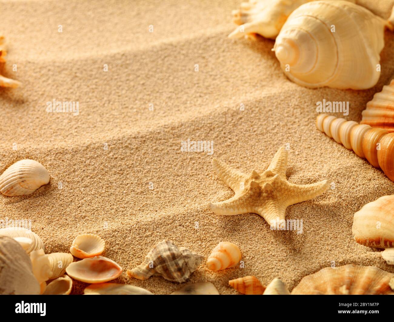 sea shells with sand as background Stock Photo - Alamy