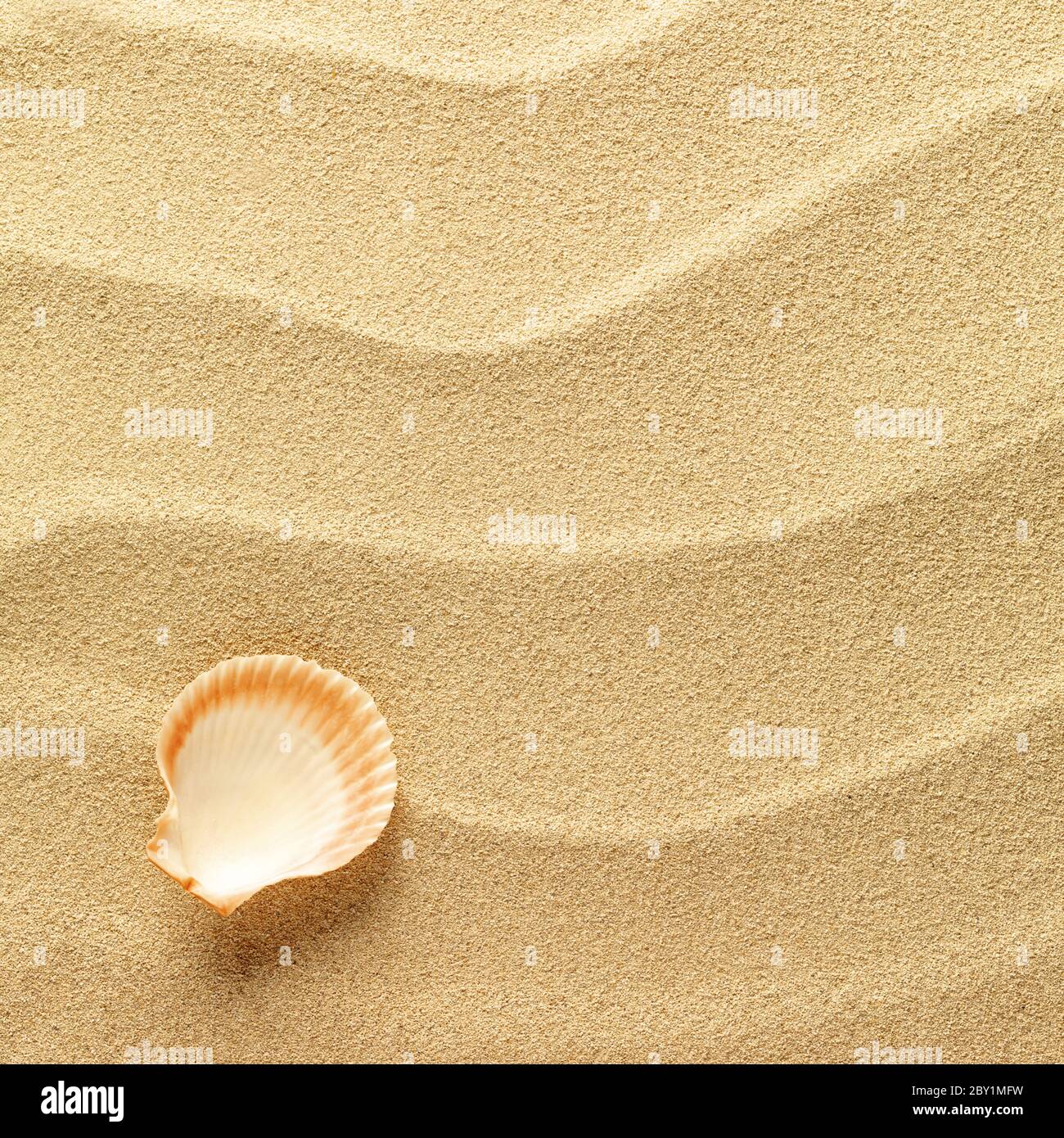 sea shells with sand as background Stock Photo - Alamy