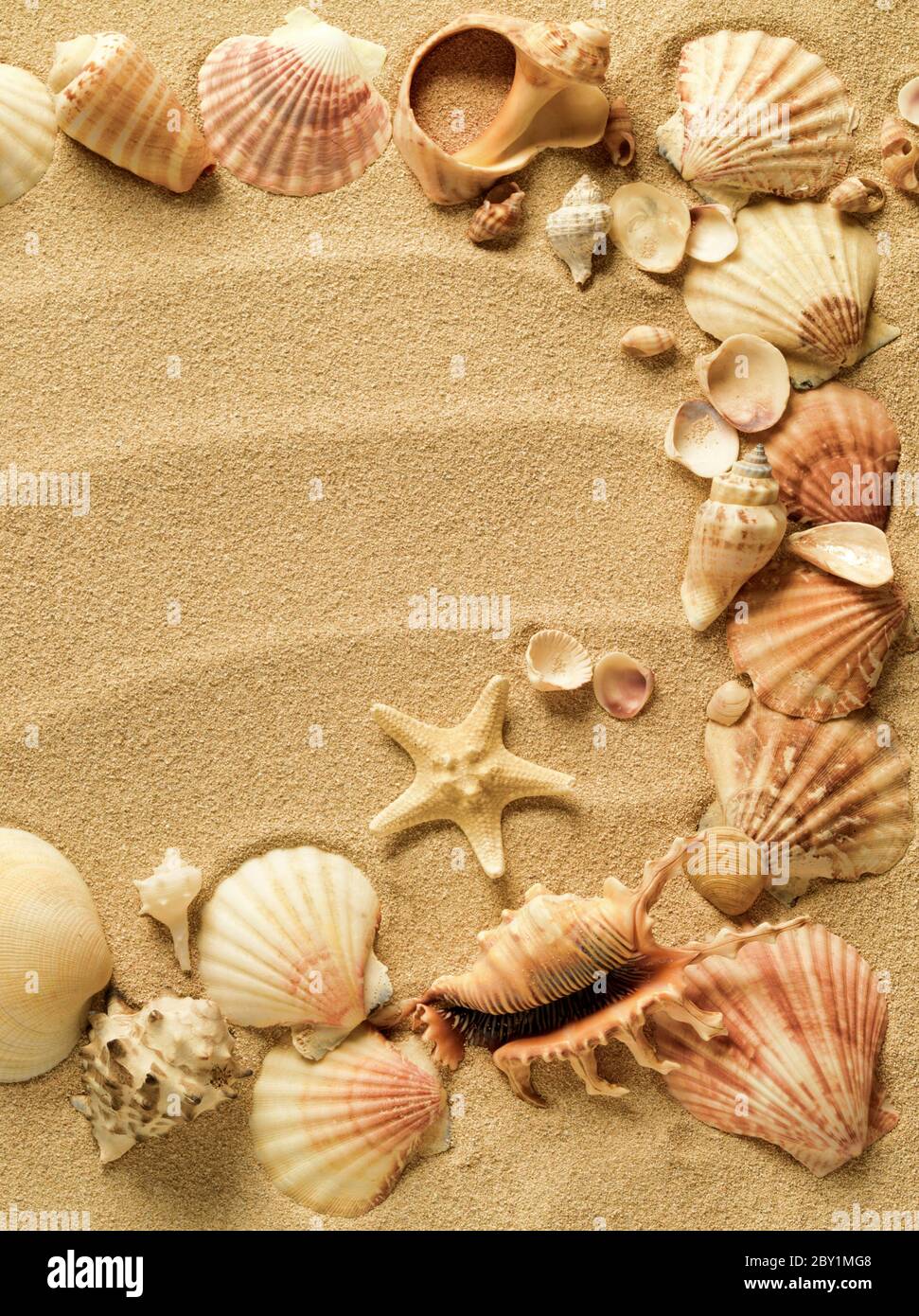 sea shells with sand as background Stock Photo - Alamy