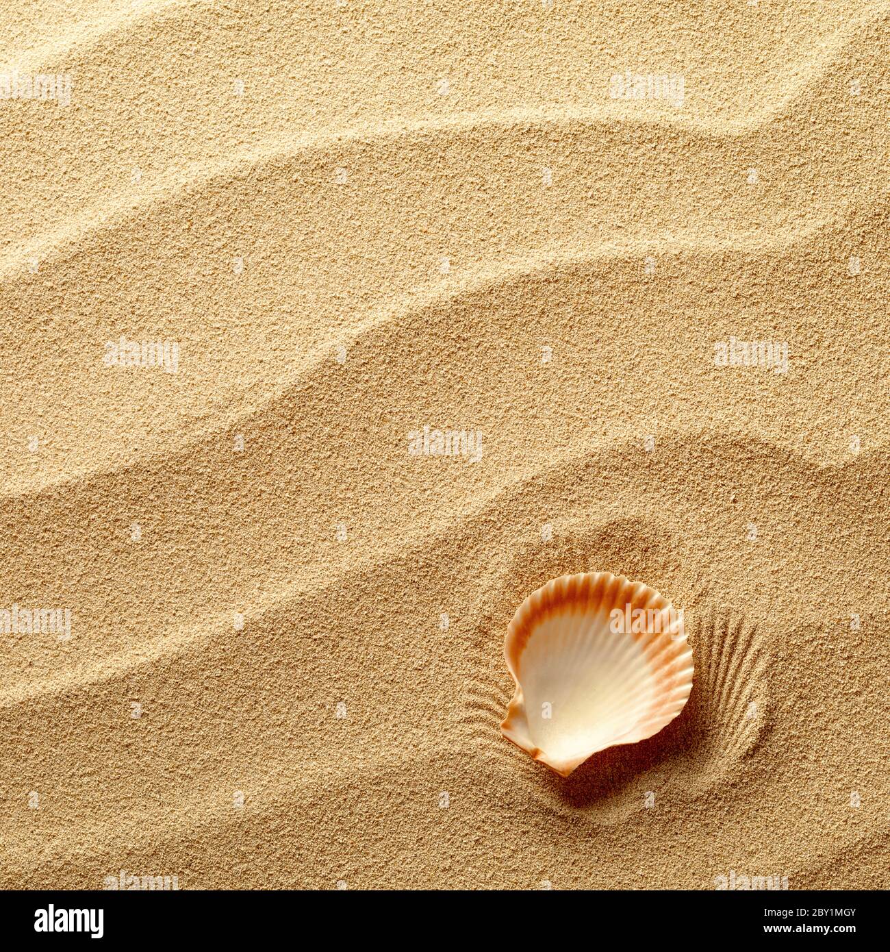 sea shells with sand as background Stock Photo - Alamy
