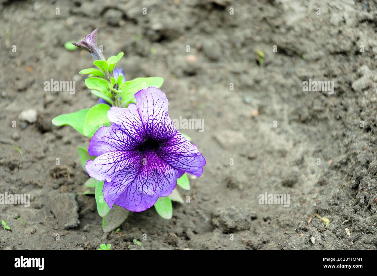 Lonely petunia flower grows from the ground, closeup shot. Botany Stock ...