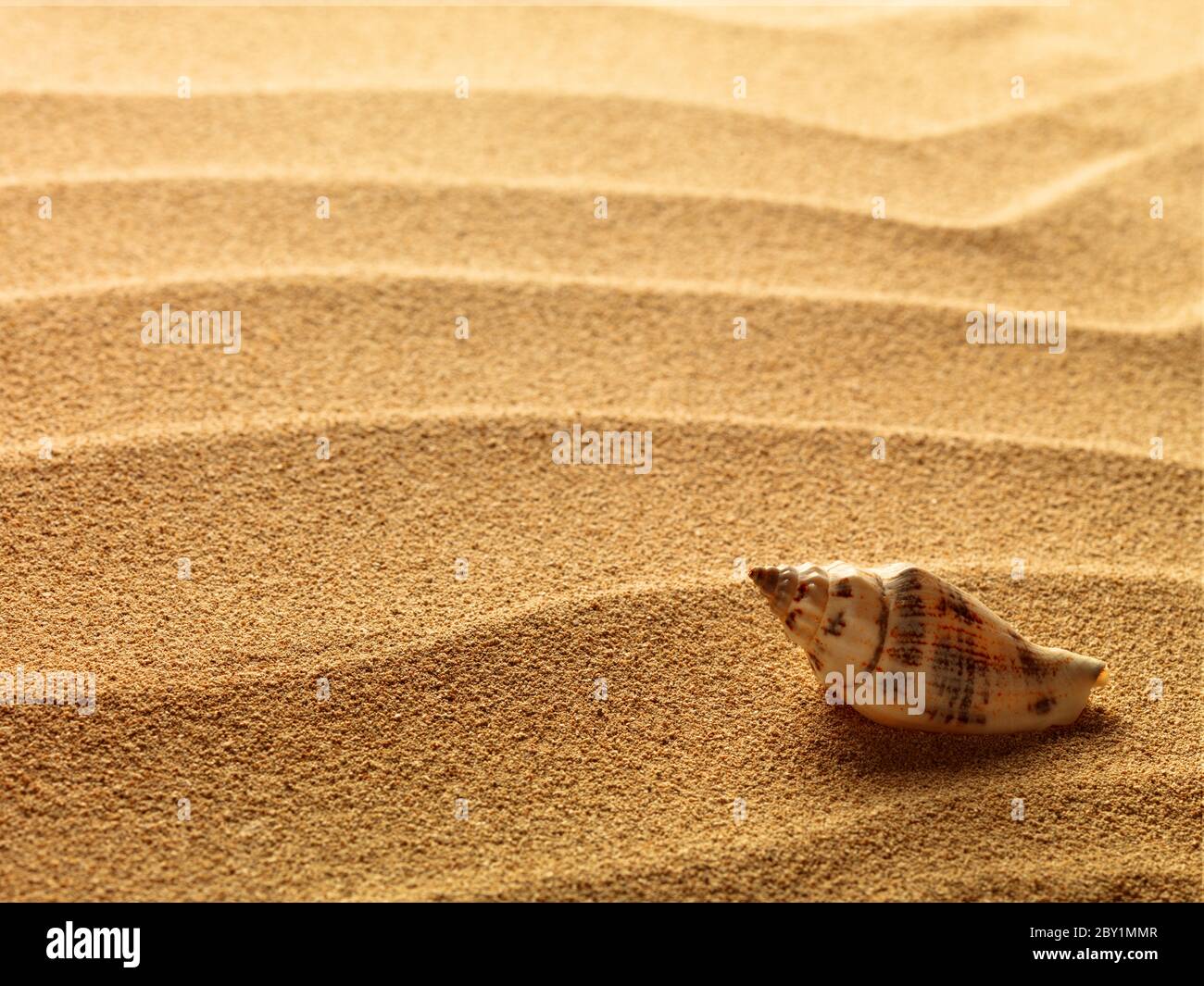 sea shells with sand as background Stock Photo - Alamy