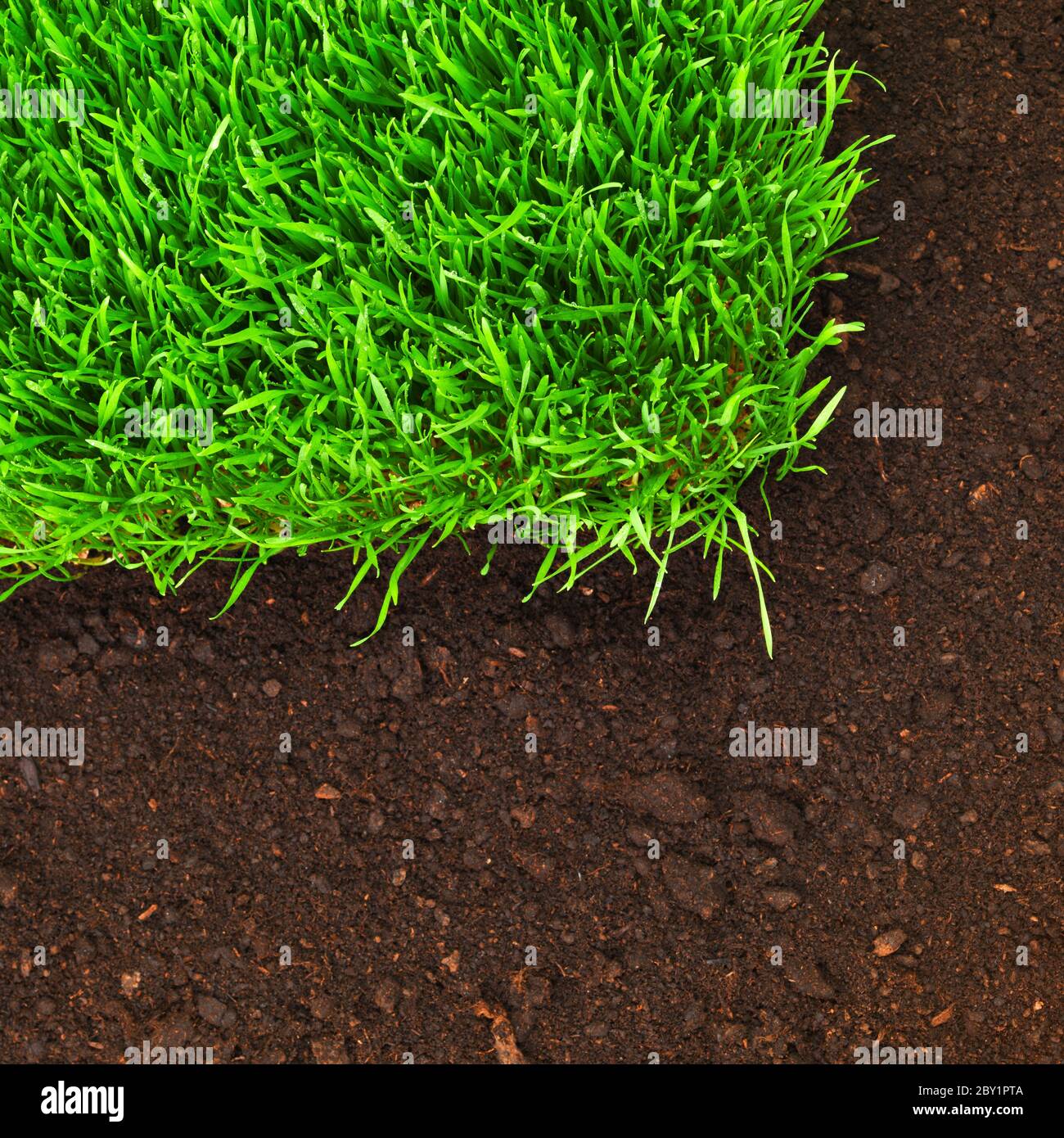 healthy grass and soil Stock Photo - Alamy