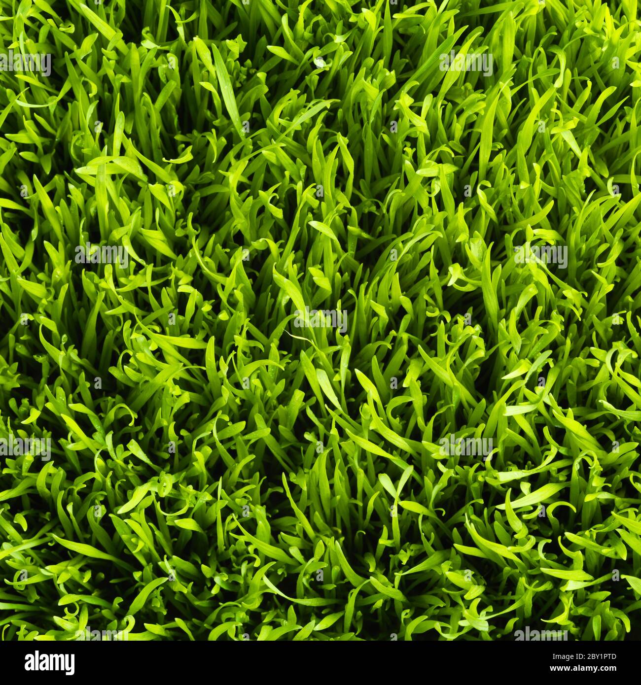 healthy grass pattern Stock Photo - Alamy