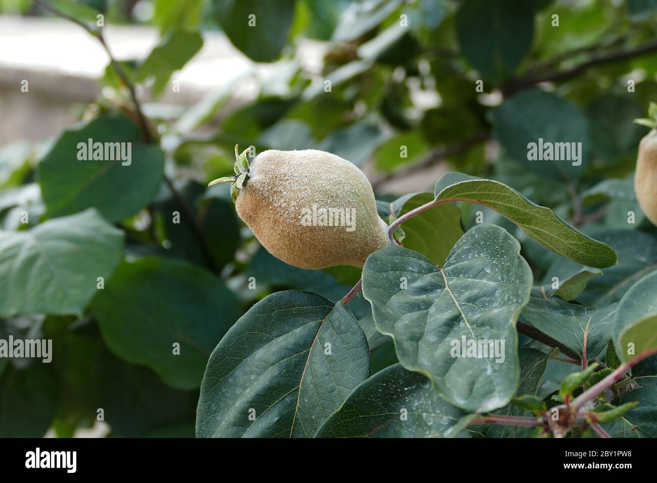 raw quince tree, more immature quince Stock Photo - Alamy
