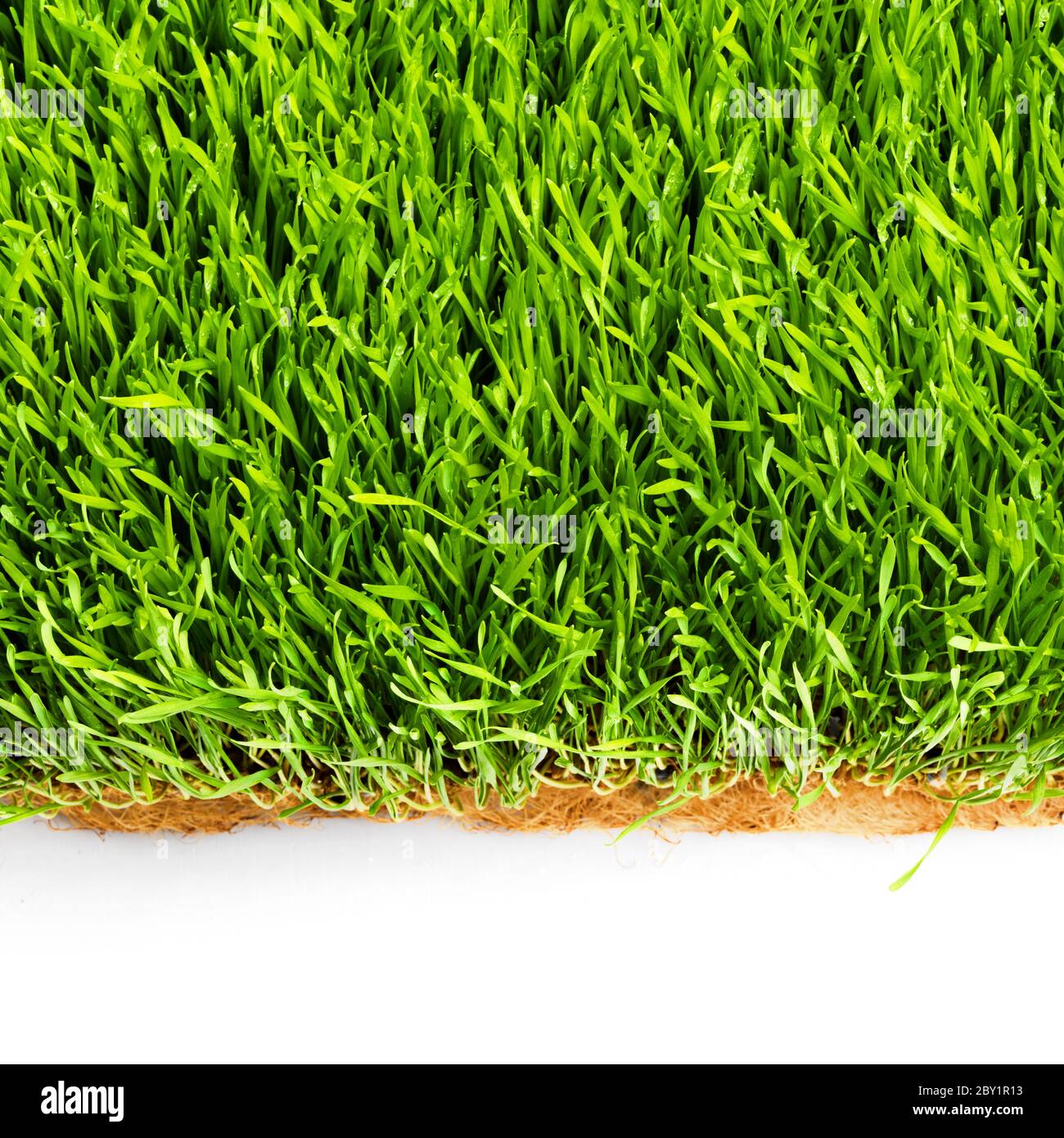 healthy grass pattern Stock Photo - Alamy