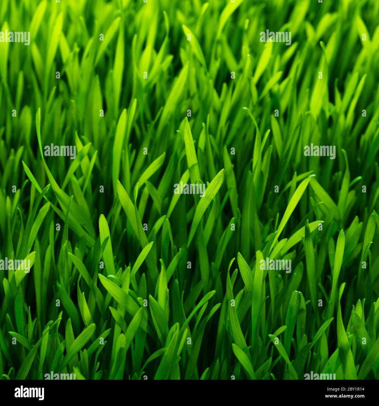 healthy grass pattern Stock Photo - Alamy