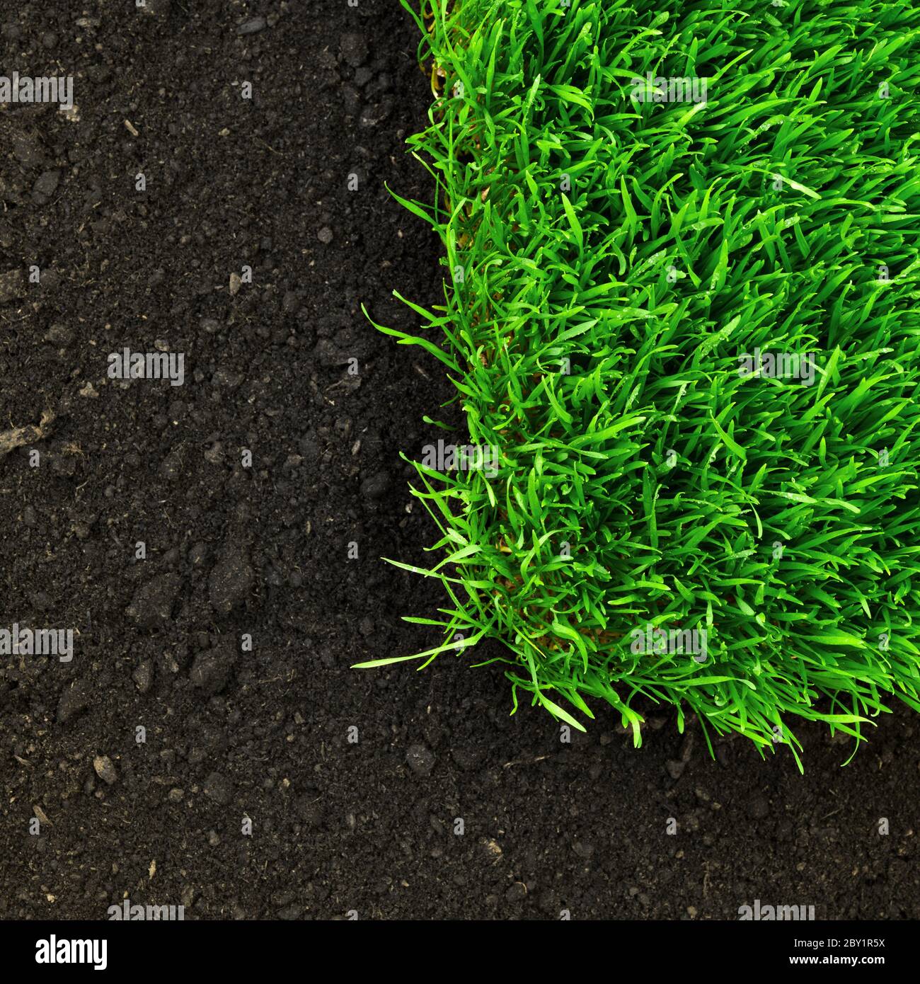 healthy grass and soil Stock Photo - Alamy