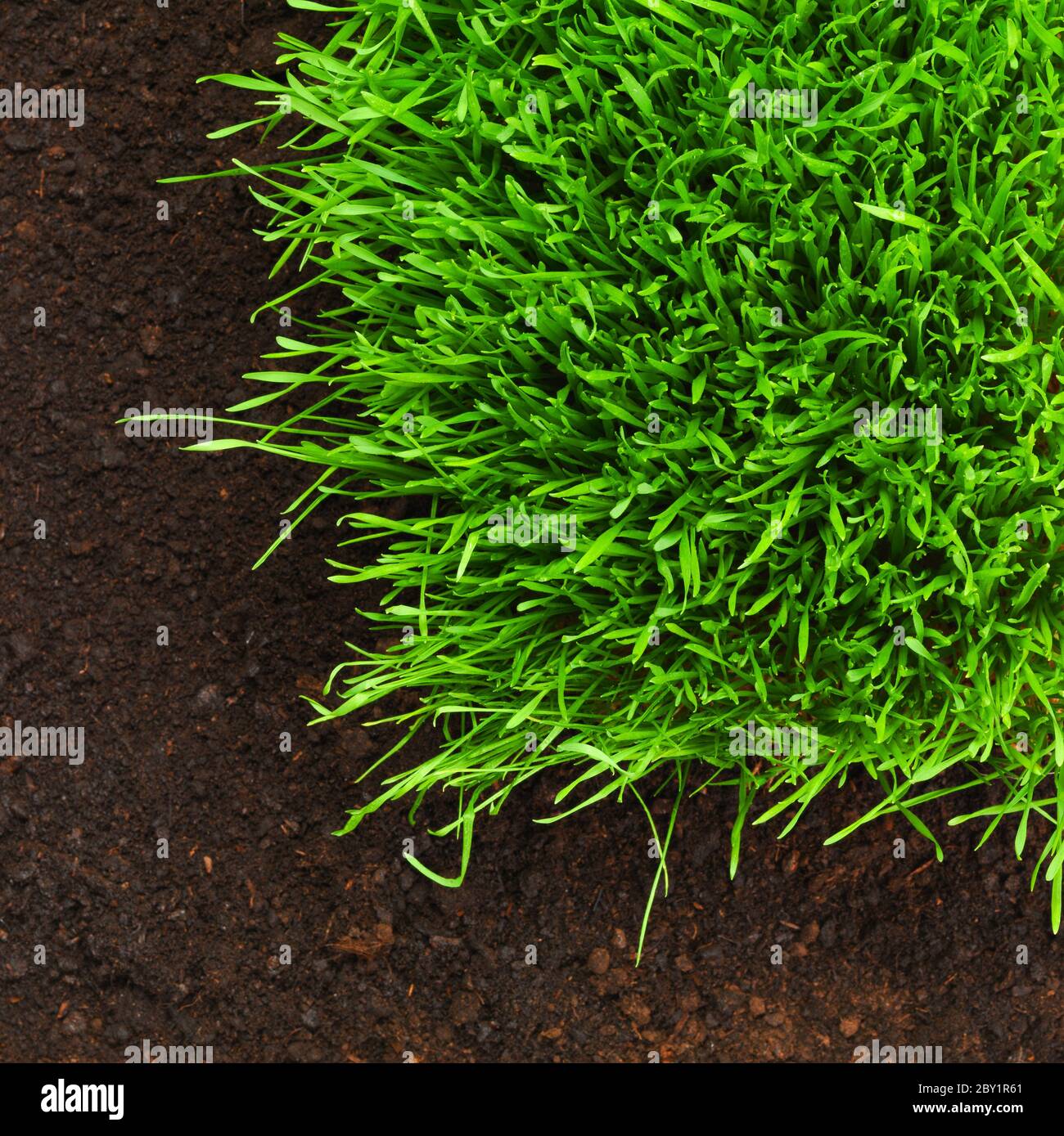 healthy grass and soil Stock Photo - Alamy