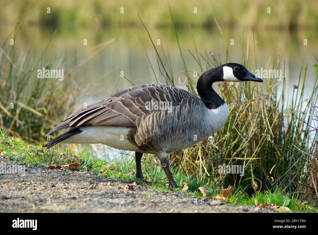 Kanadagans / Branta canadensis Stock Photo - Alamy