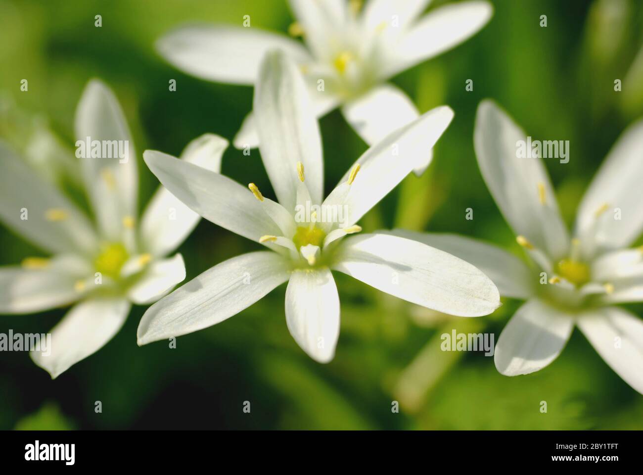 Milk stars hi-res stock photography and images - Alamy