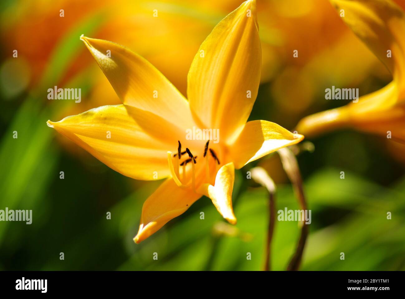 Lily field hi-res stock photography and images - Alamy