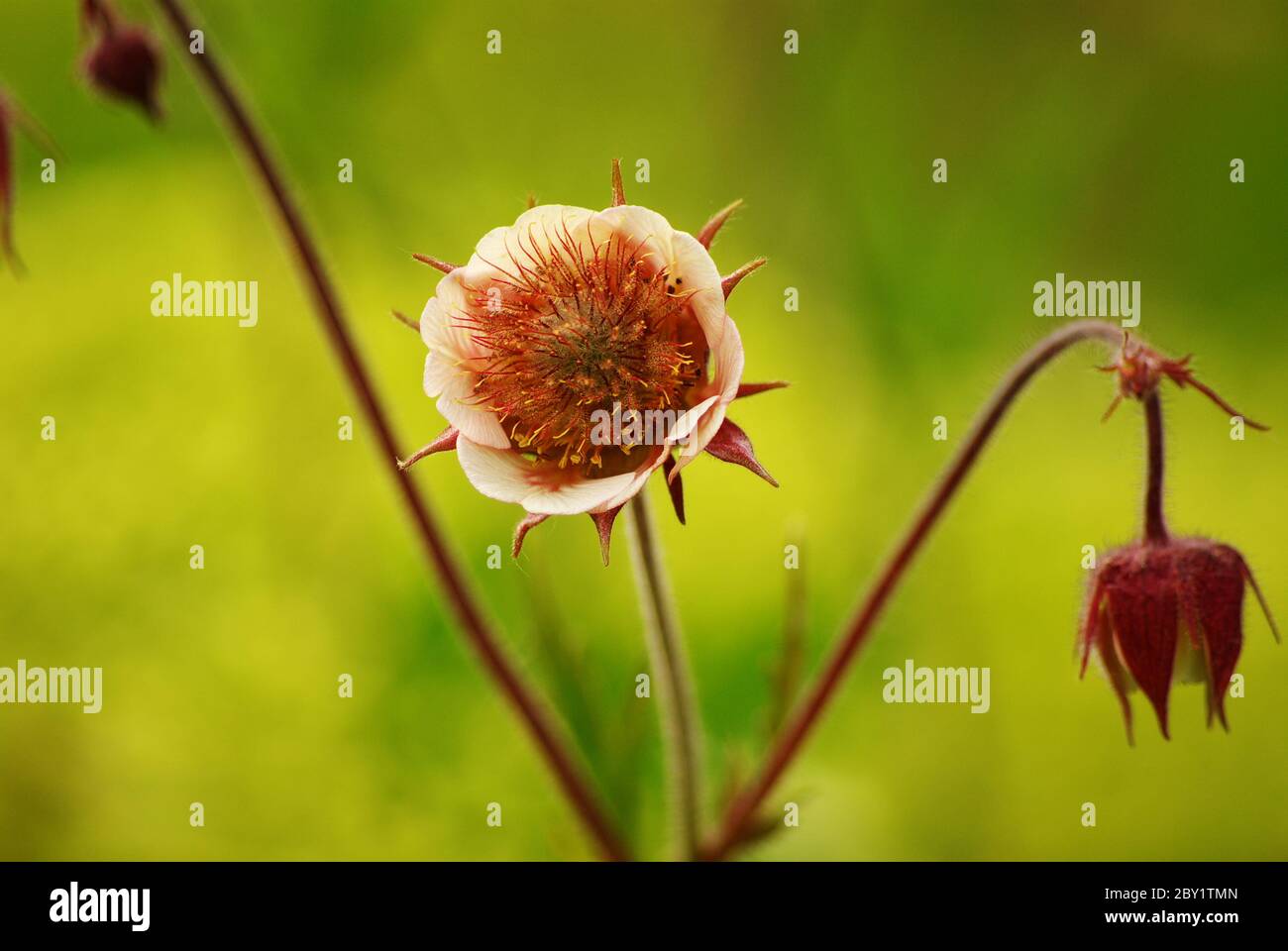 Clove root hi-res stock photography and images - Alamy