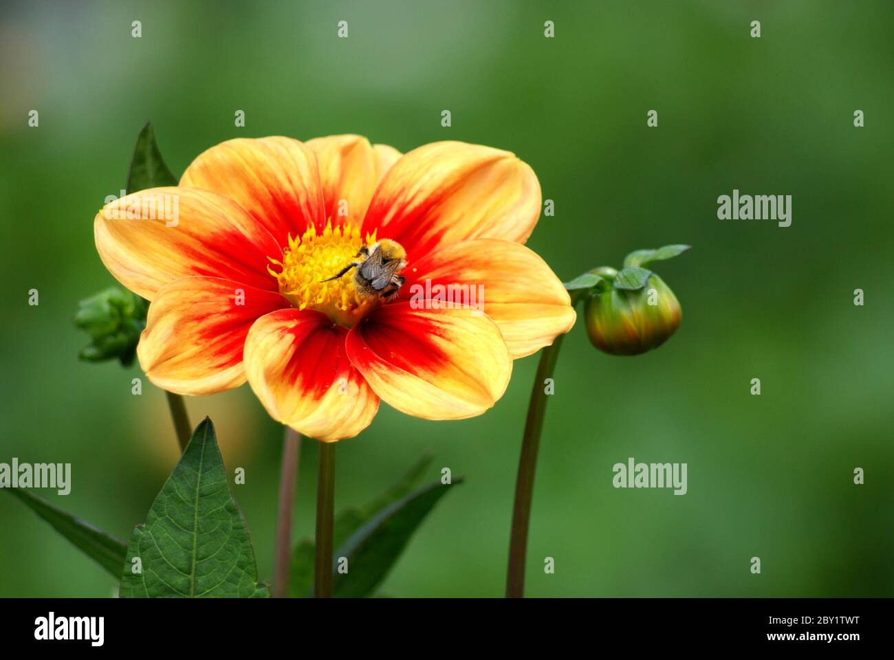 Castle Reinbek / Dahlie Stock Photo - Alamy