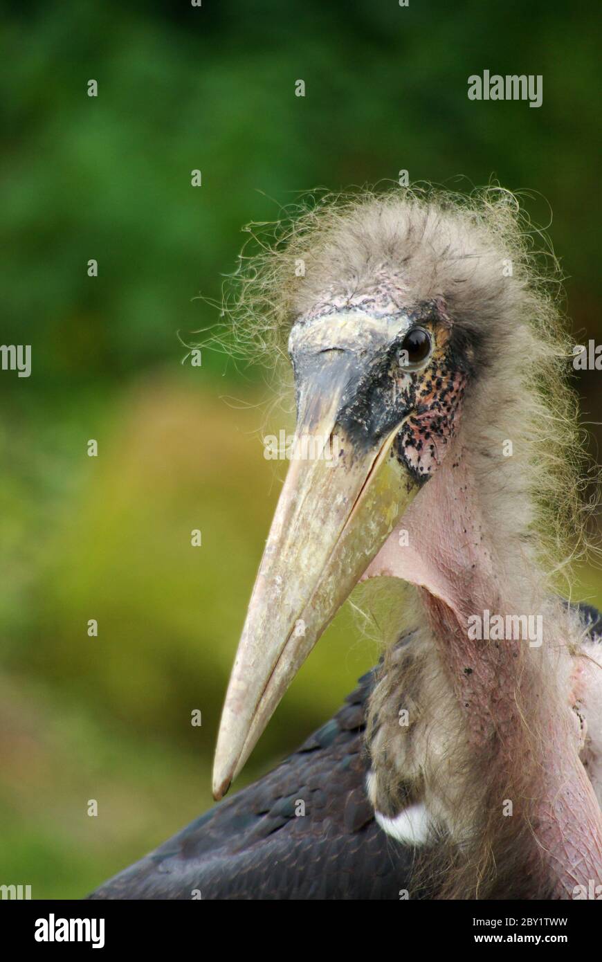 Marabou / Portrait shot Stock Photo - Alamy