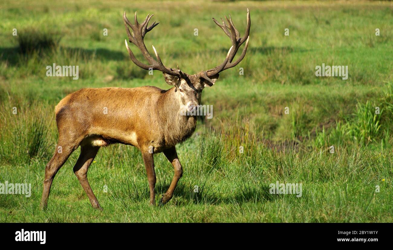Rotwild hi-res stock photography and images - Alamy