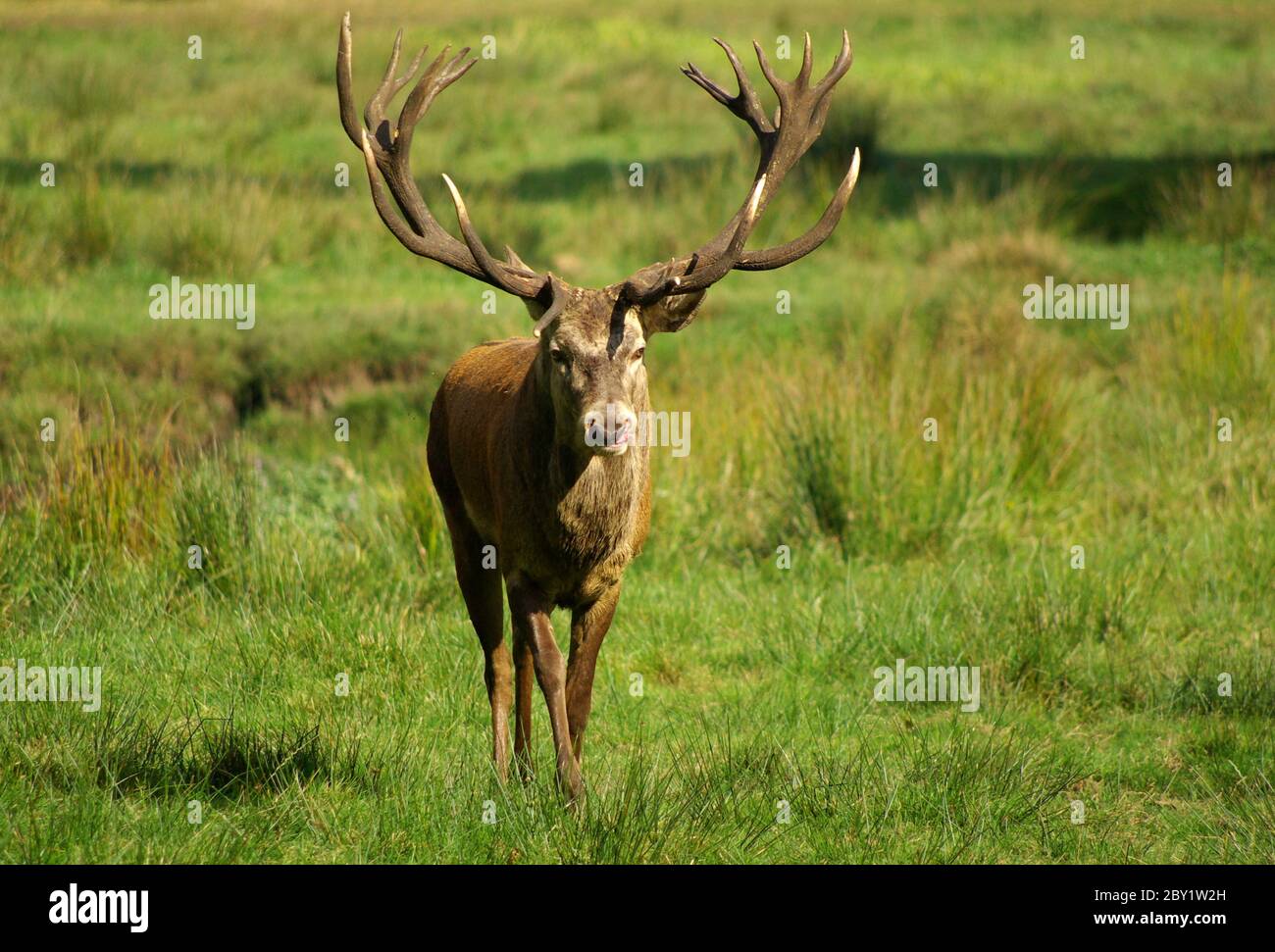 Red deer / Red deer Stock Photo - Alamy
