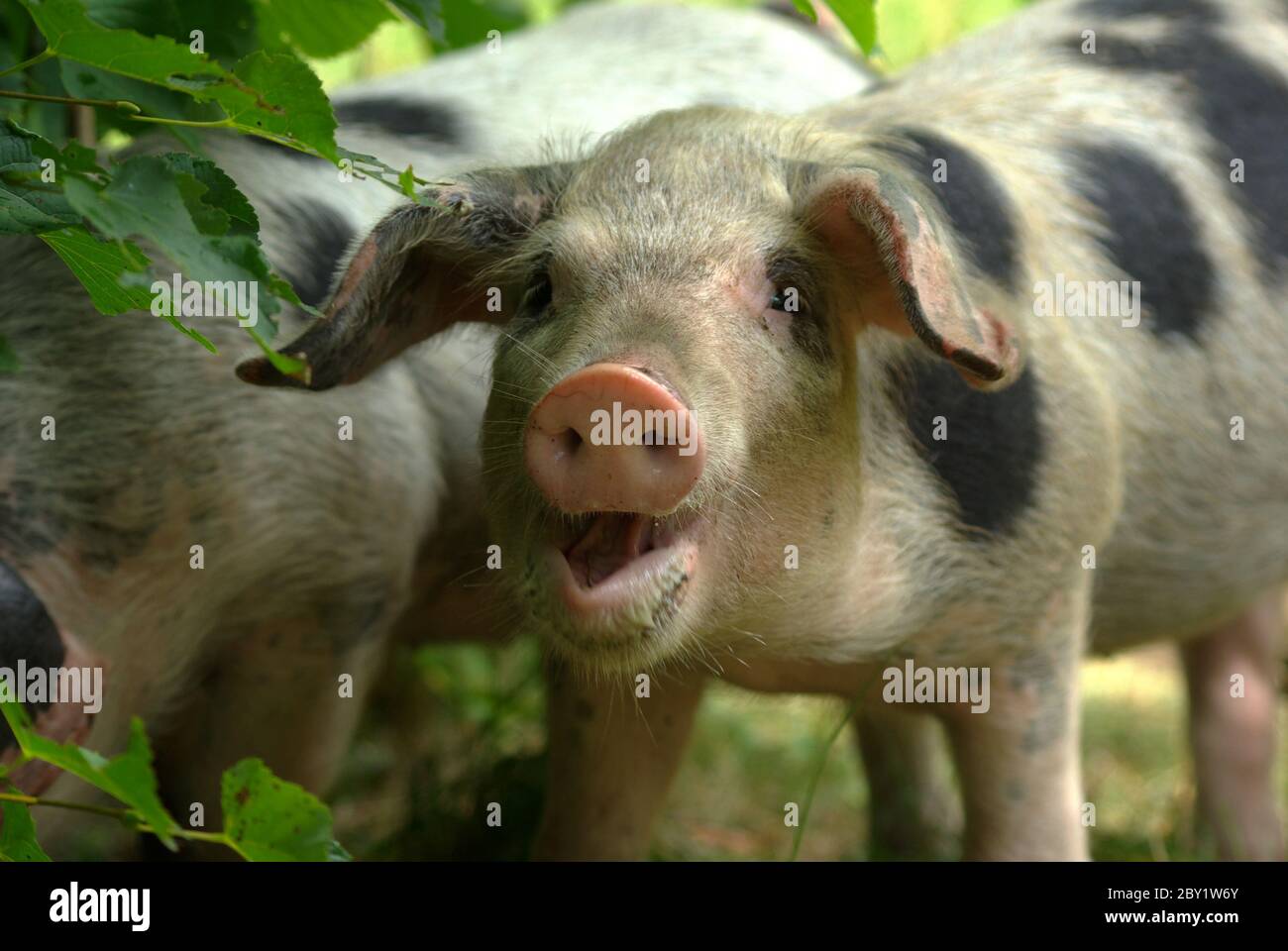 Pig country hi-res stock photography and images - Alamy