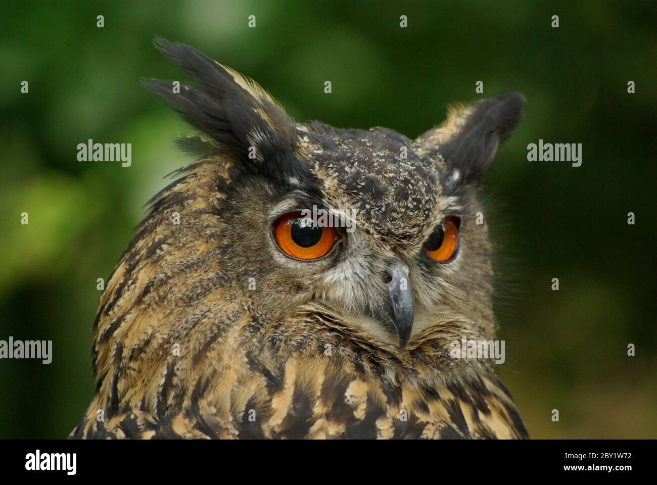 Bubu bubu hi-res stock photography and images - Alamy