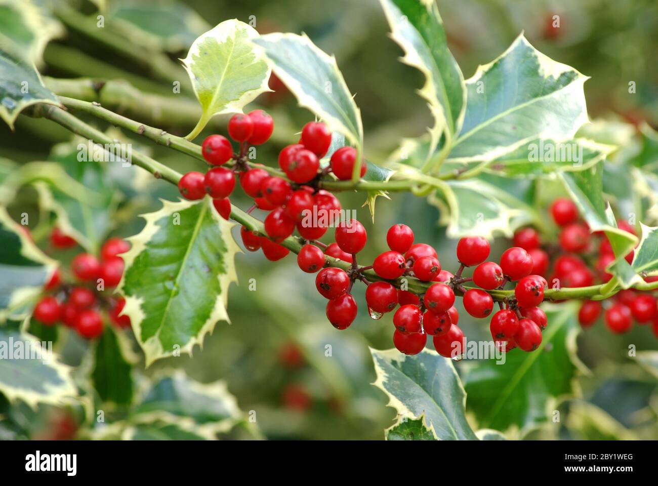 Ilexbaum hi-res stock photography and images - Alamy