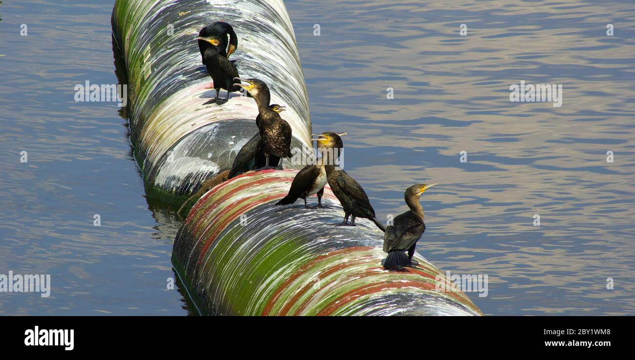 Kormorane hi-res stock photography and images - Alamy