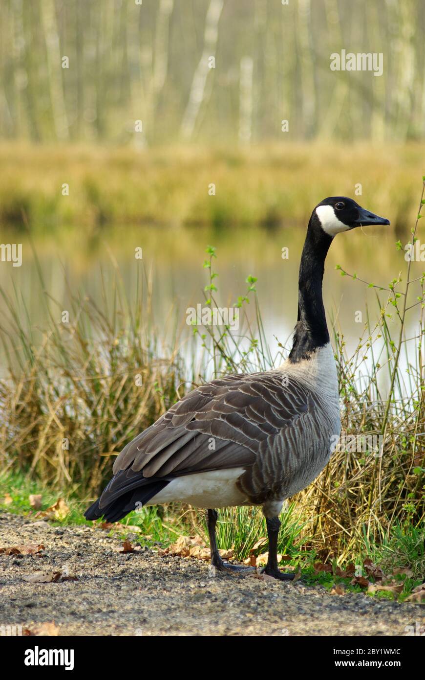 Portrait goose hi-res stock photography and images - Alamy