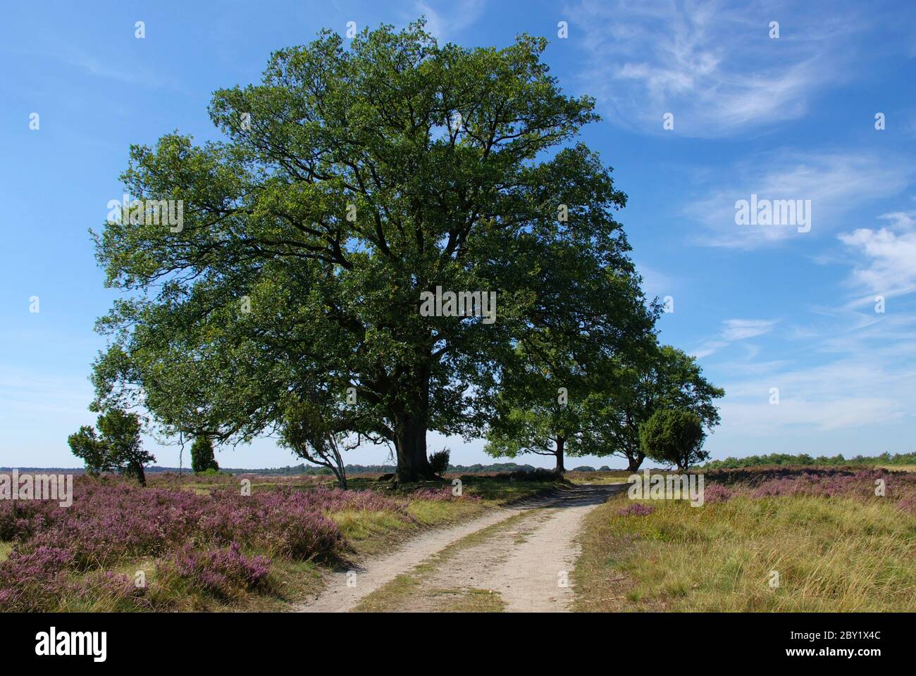 Old oak tree Stock Photo - Alamy