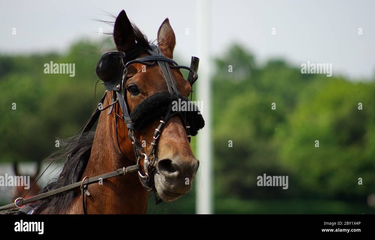 Trotting track hi-res stock photography and images - Alamy
