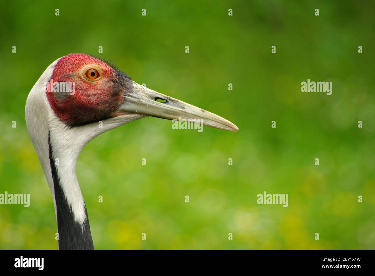 White-naped Crane / Portrait shot Stock Photo - Alamy