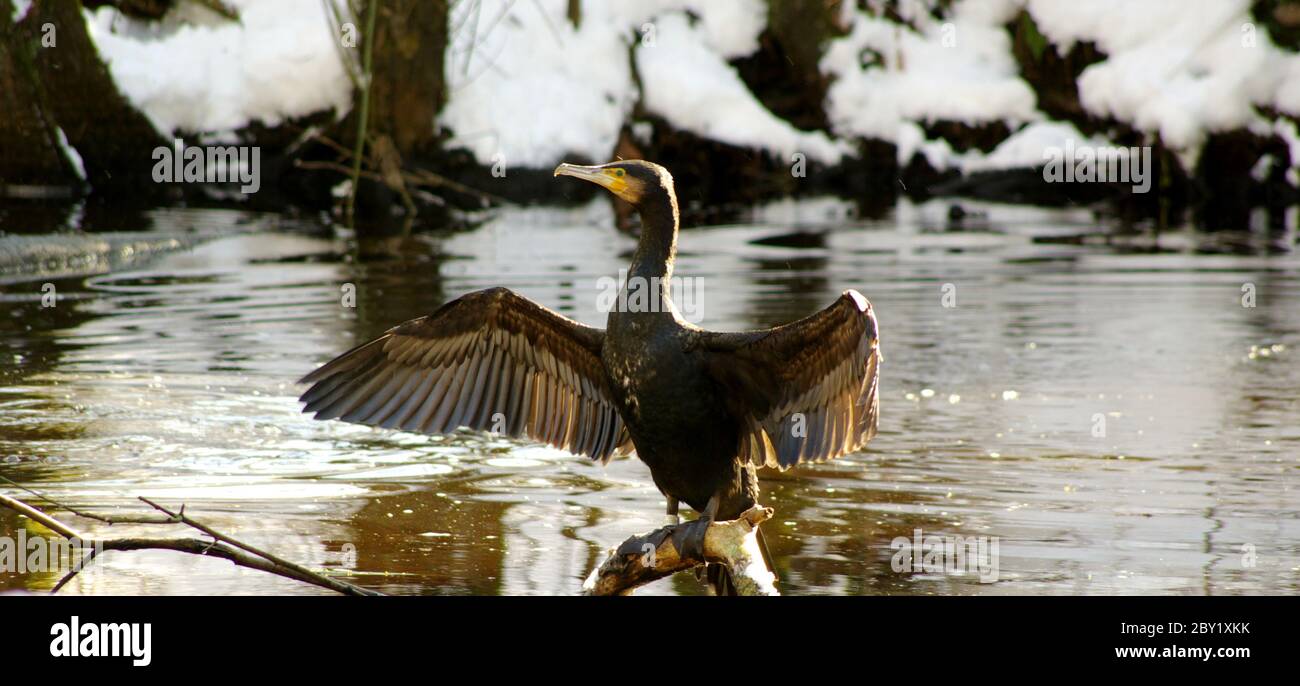 Splayed Wings High Resolution Stock Photography and Images - Alamy