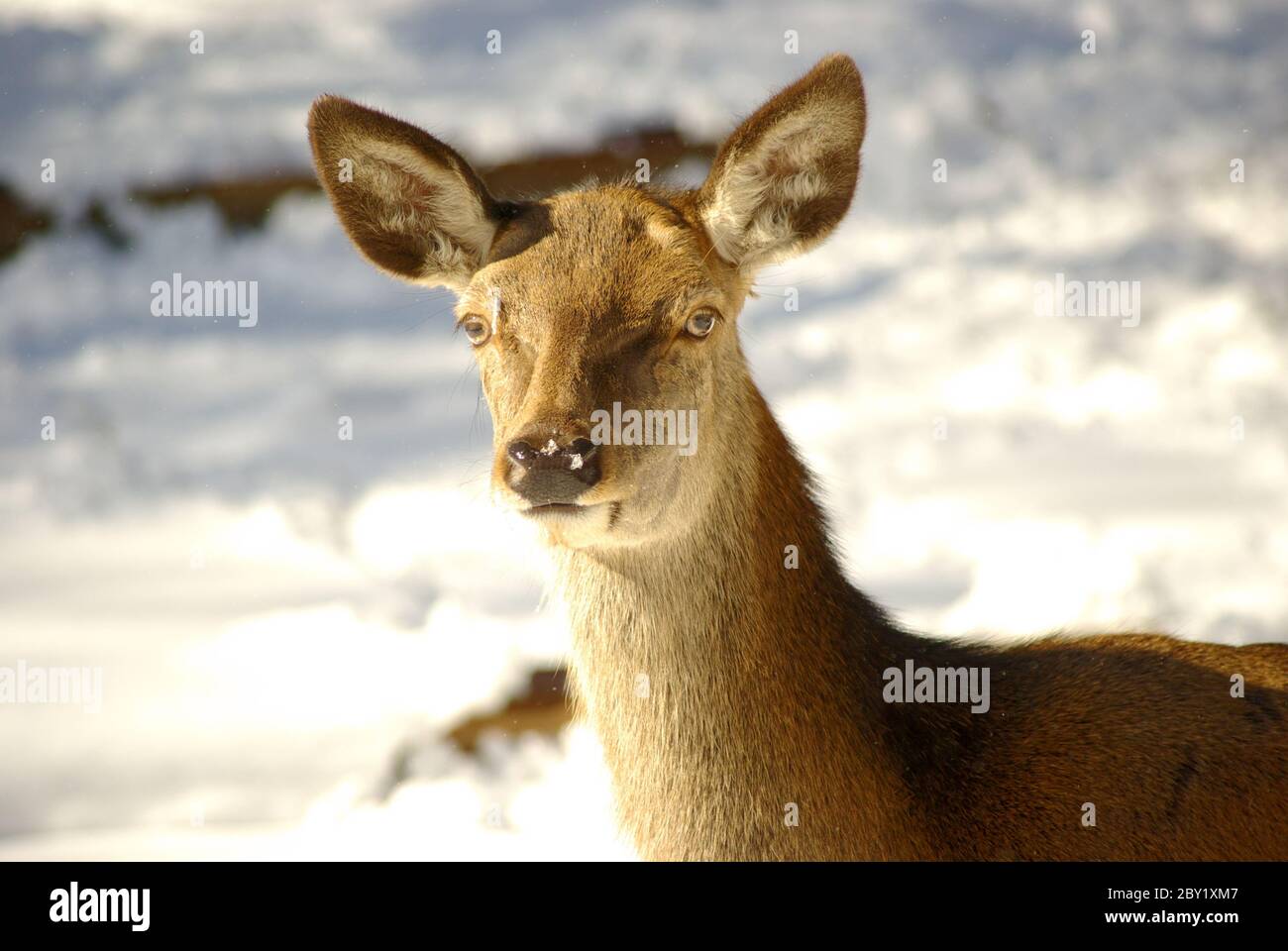 Red Deer Cow / Portrait shot Stock Photo - Alamy