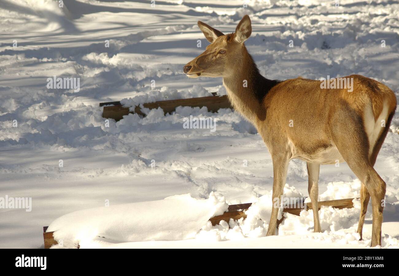 Young red deer cow Stock Photo - Alamy