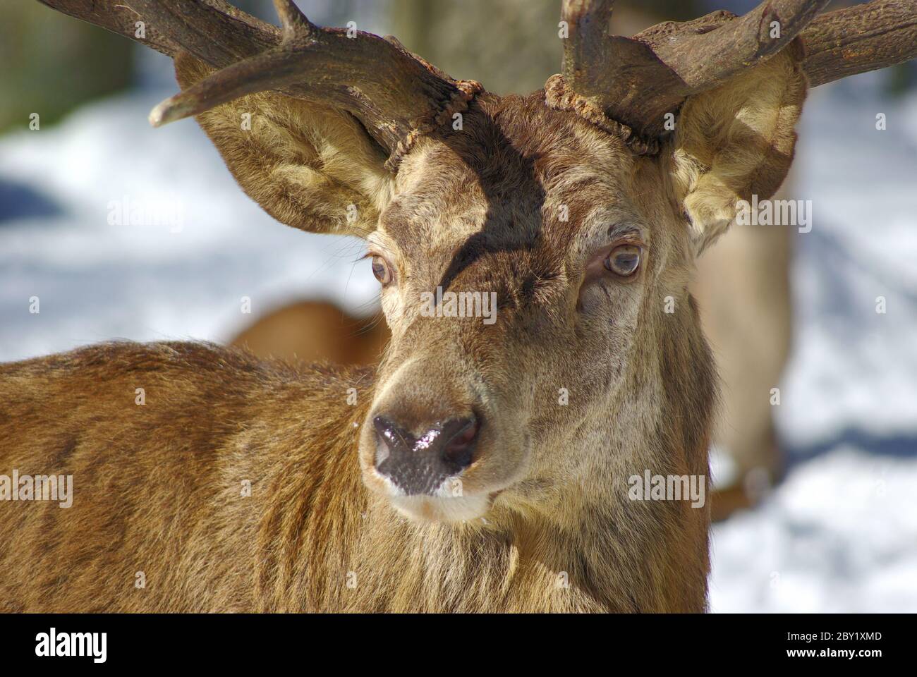 Buck wild hi-res stock photography and images - Alamy