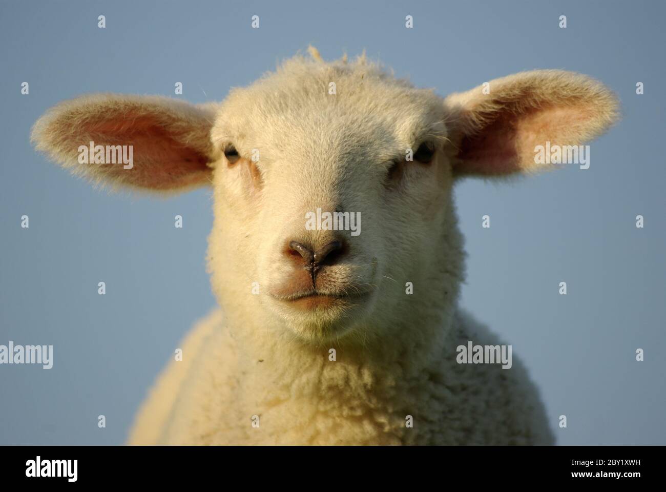 Lammportrait hi-res stock photography and images - Alamy