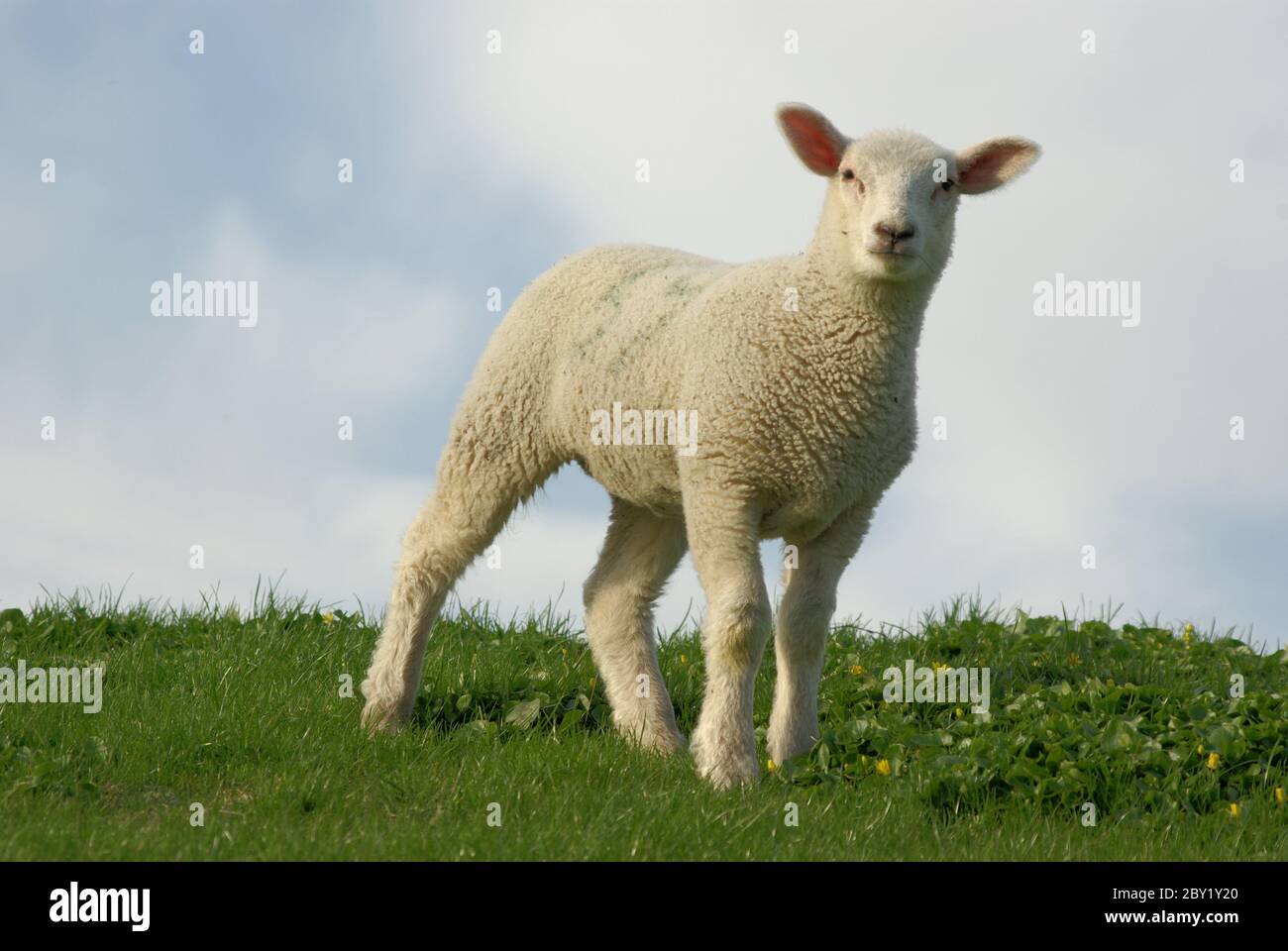 Oesterlaemmer hi-res stock photography and images - Alamy