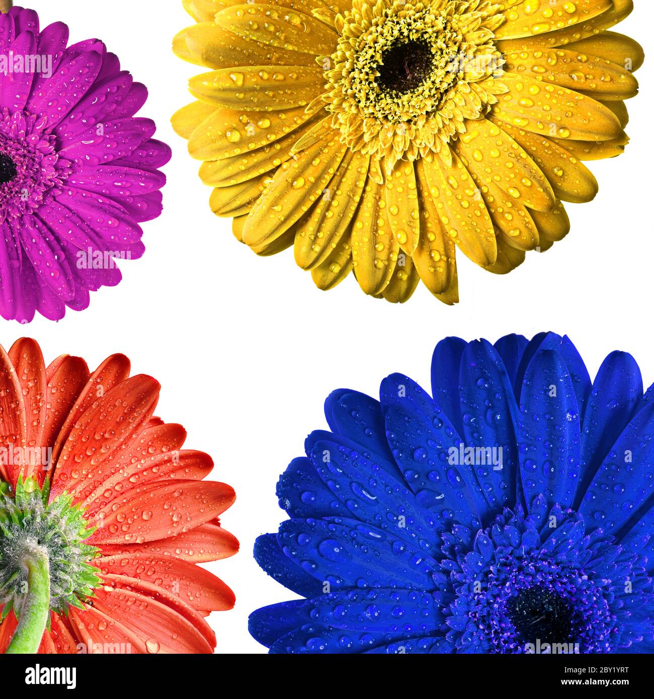 Beautiful round flower hi-res stock photography and images - Alamy