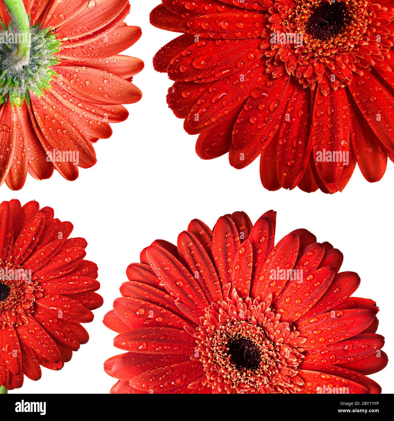 beautiful flower background Stock Photo - Alamy