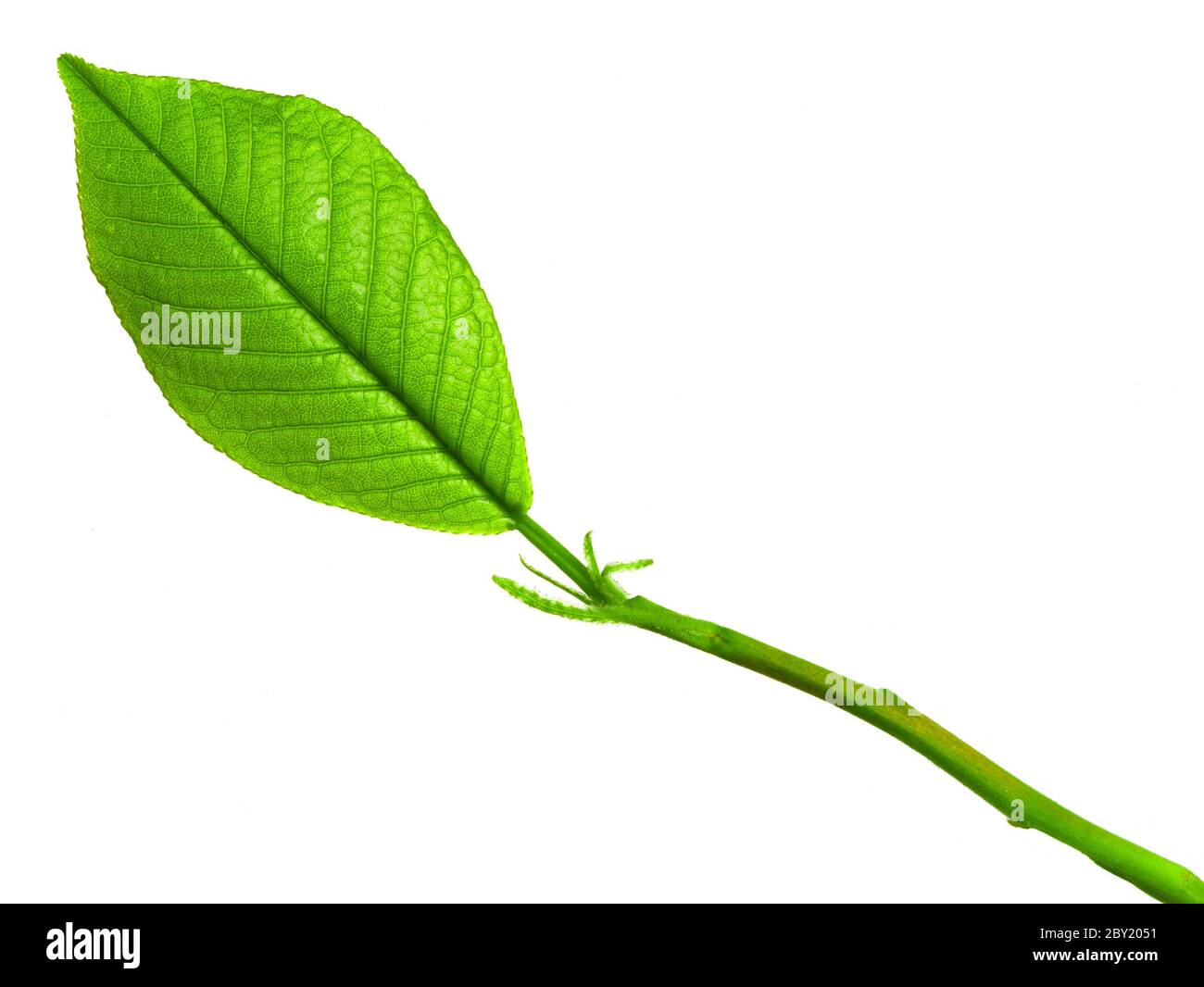 green young spring leaf isolated, high resolution macro Stock Photo - Alamy