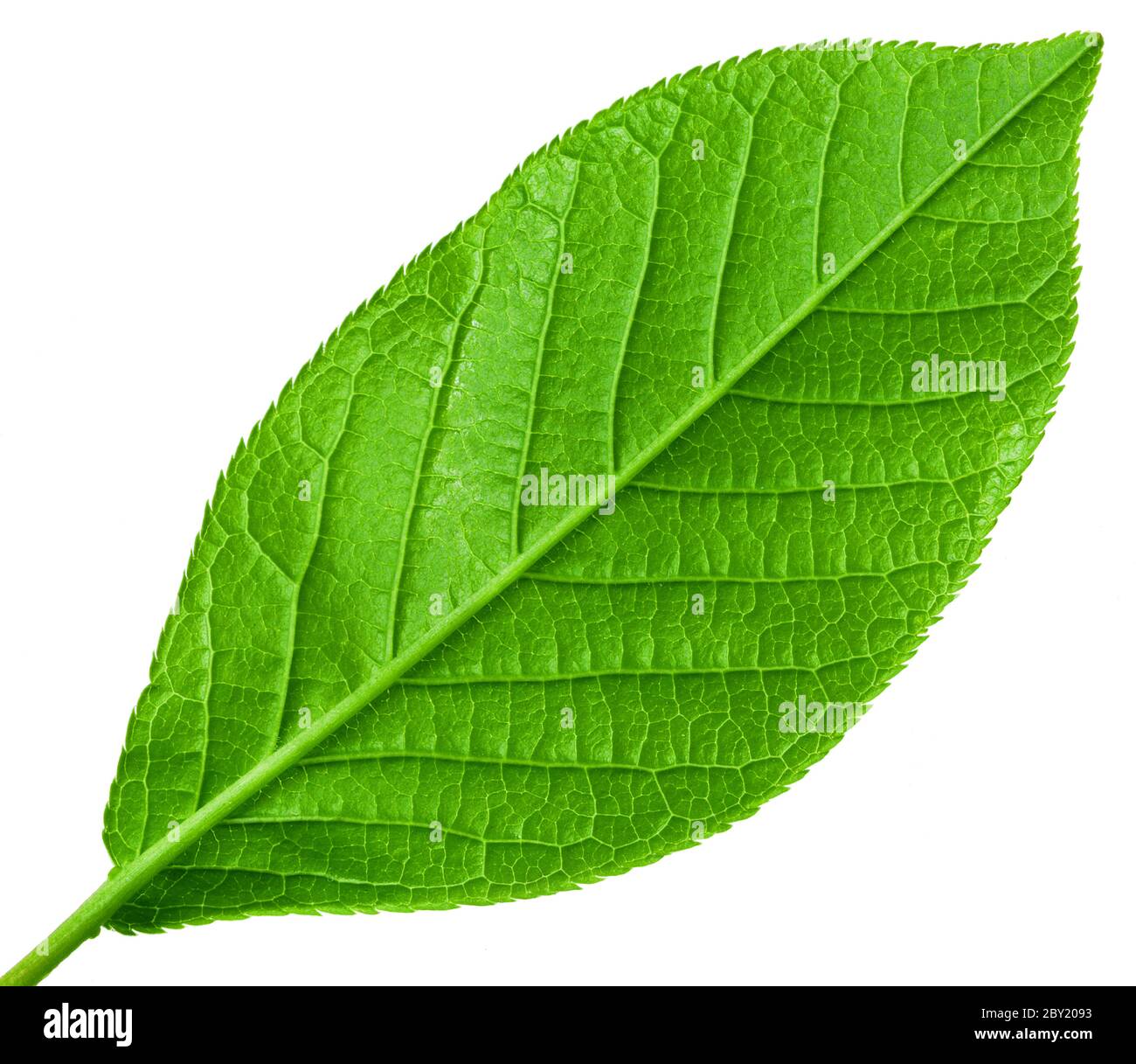 High resolution leaf hi-res stock photography and images - Alamy
