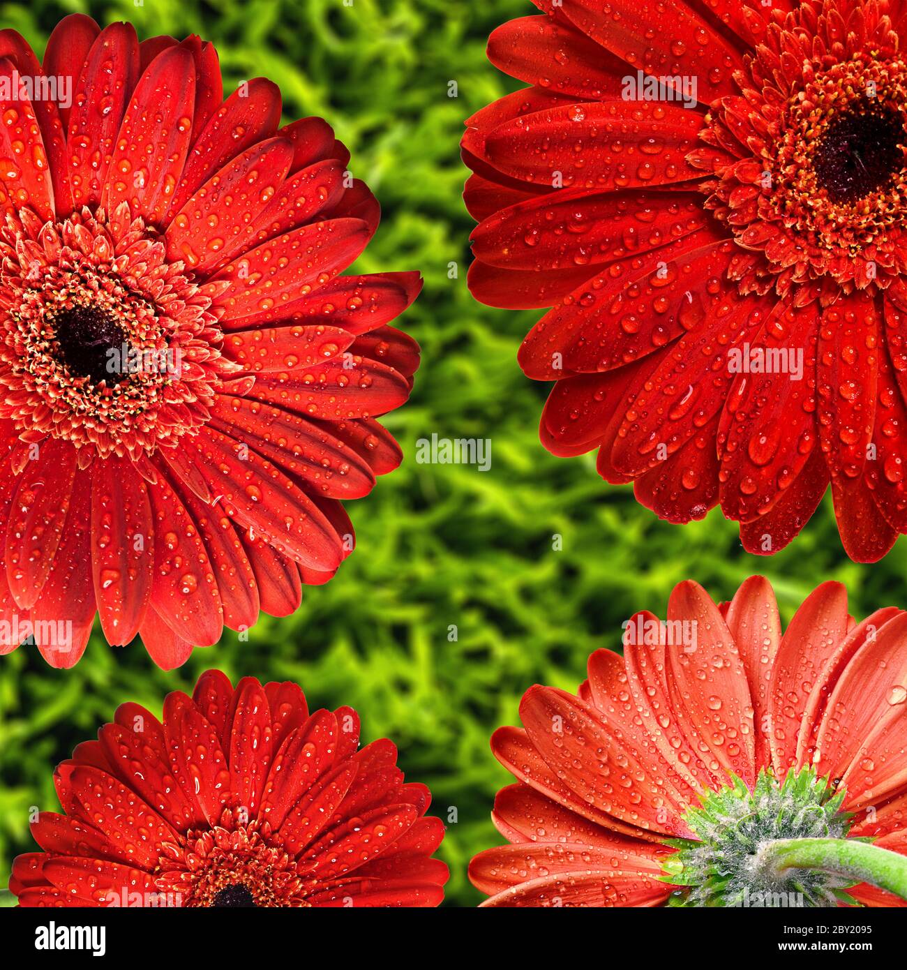 beautiful flower background Stock Photo - Alamy