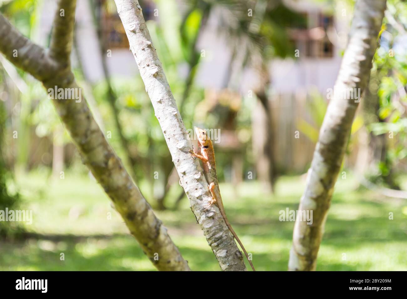 brown Lizard, asian lizard or tree lizard on the tree Stock Photo - Alamy