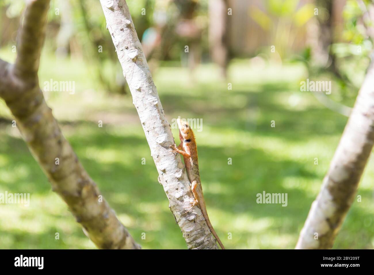 brown Lizard, asian lizard or tree lizard on the tree Stock Photo - Alamy