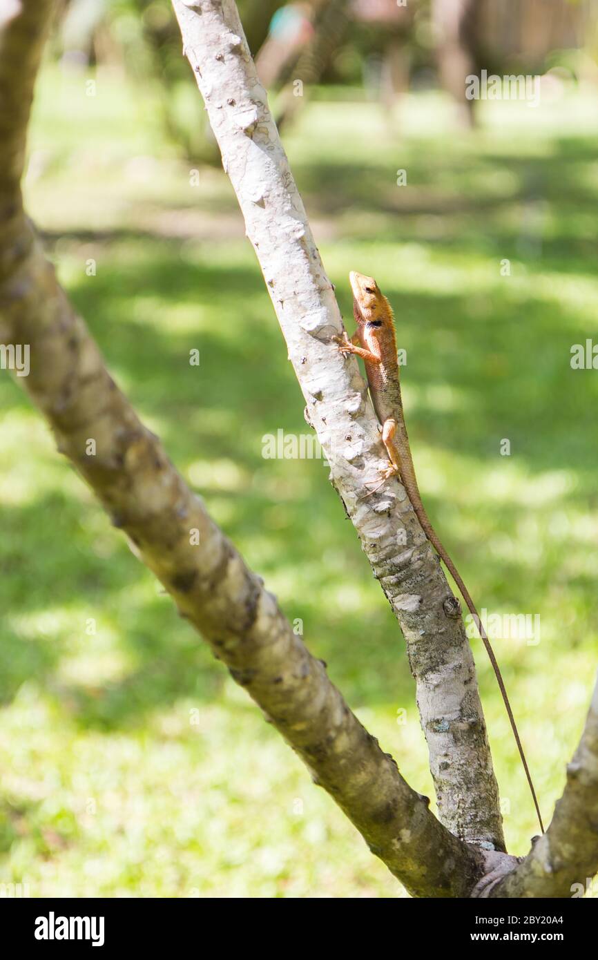 brown Lizard, asian lizard or tree lizard on the tree Stock Photo - Alamy